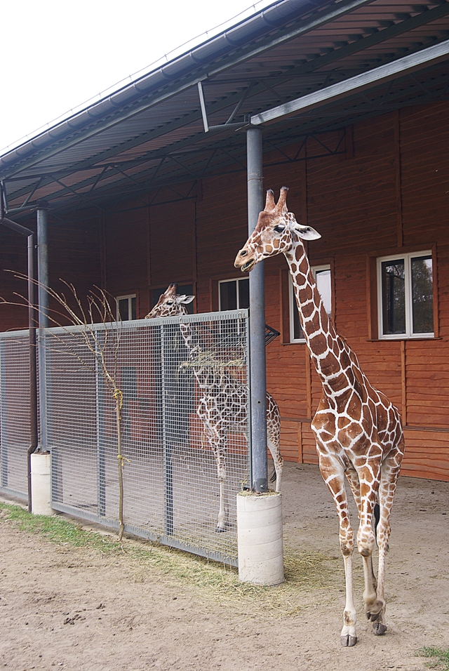 ZOO Safari Borysew koło Poddębic