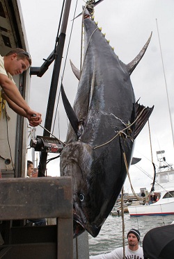 Fishing Cape Cod: The Incredible Tuna Fishing off Cape Cod, MA