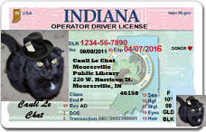 Cat's Eye View @ MPL: Taking a Spin, Legally