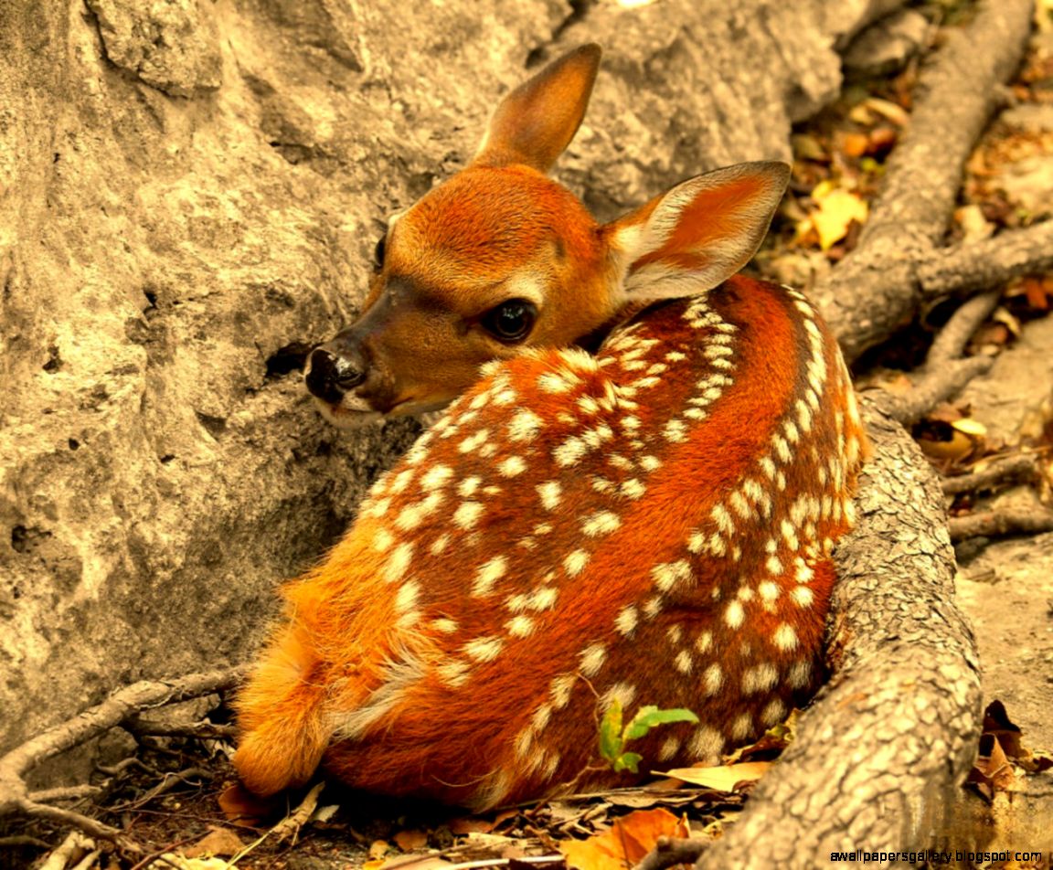 Nature Pic With Animals | Wallpapers Gallery