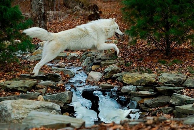 Wolf Jumping