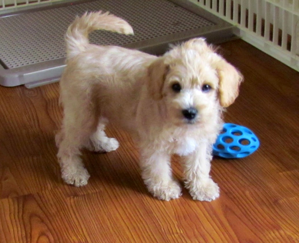 Growing Puppies - Virginia Schnoodle Breeder --Hypoallergenic Dogs: 8 ...