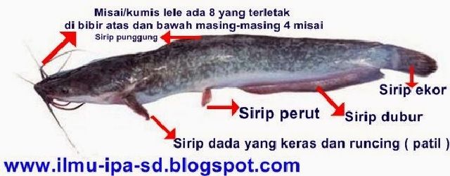 Ciri Khusus Ikan Lele Dan Fungsi Anggota Tubuhnya