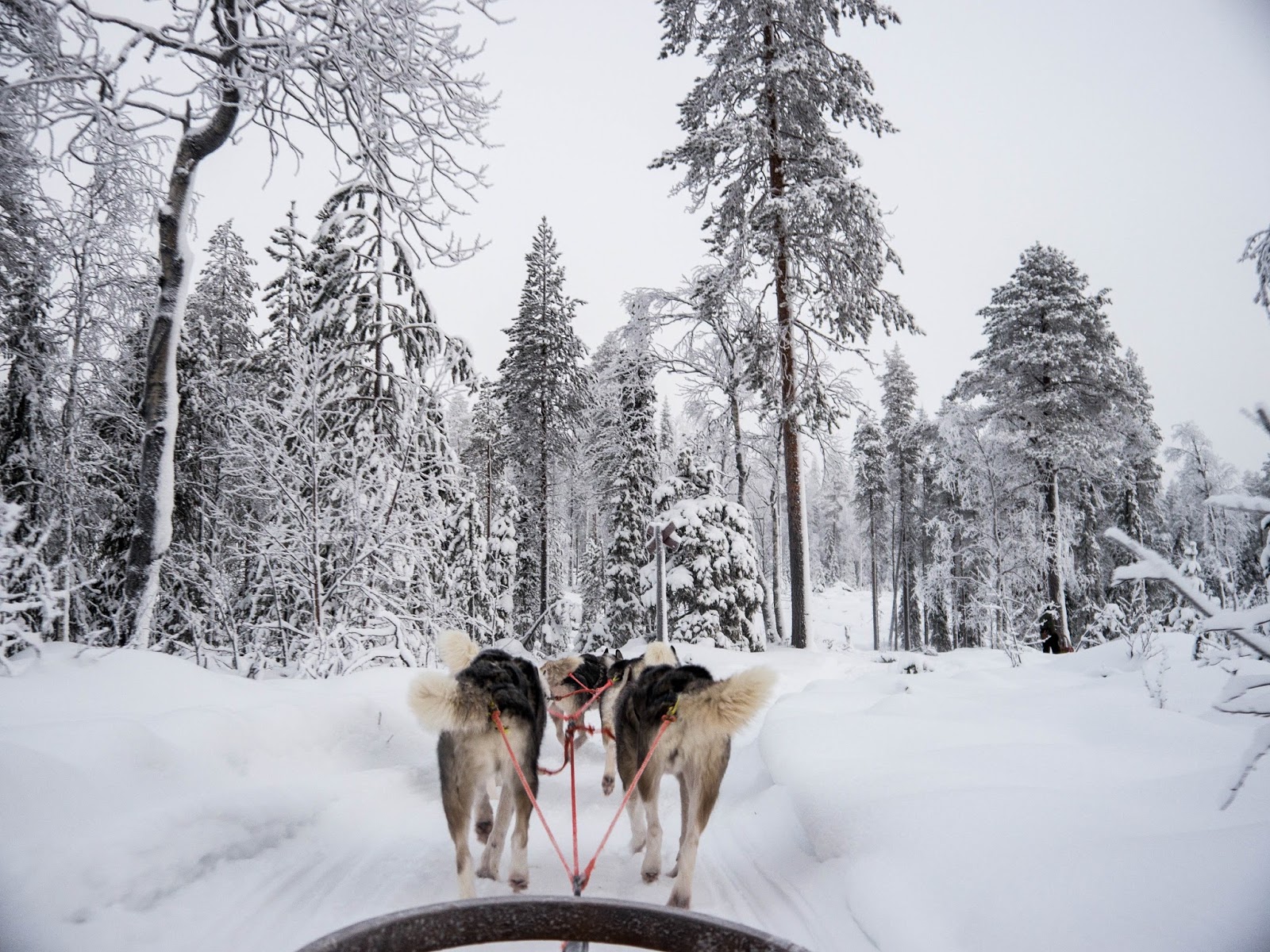 Dashing Through The Snow — Husky Sledding in Finnish Lapland - MAHO on ...