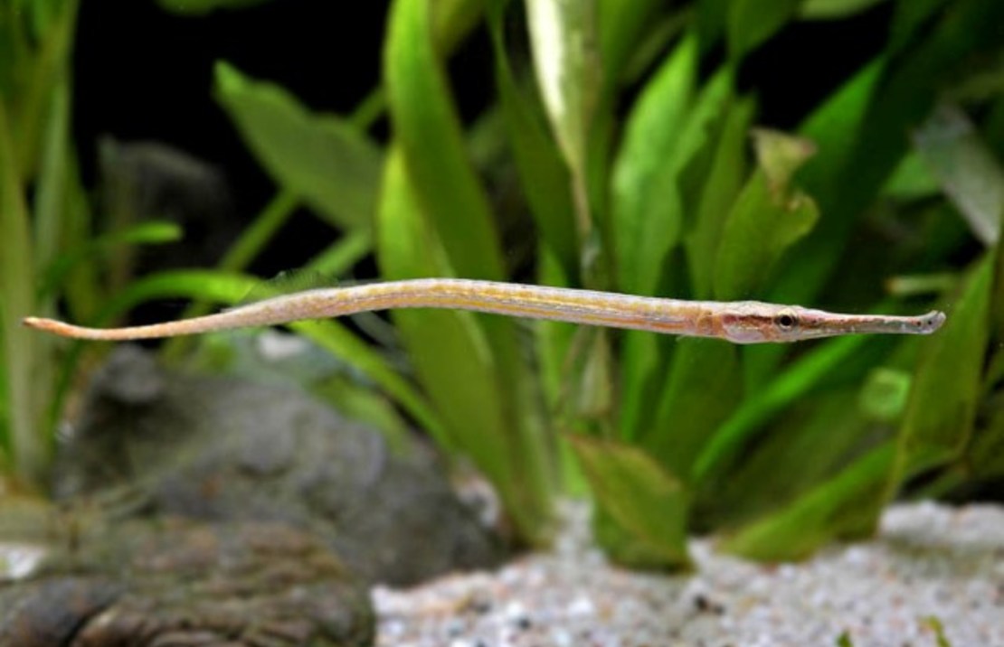 Microphis brachyurus - Short-tailed pipefish | FRESHWATER FISHES OF SRI ...