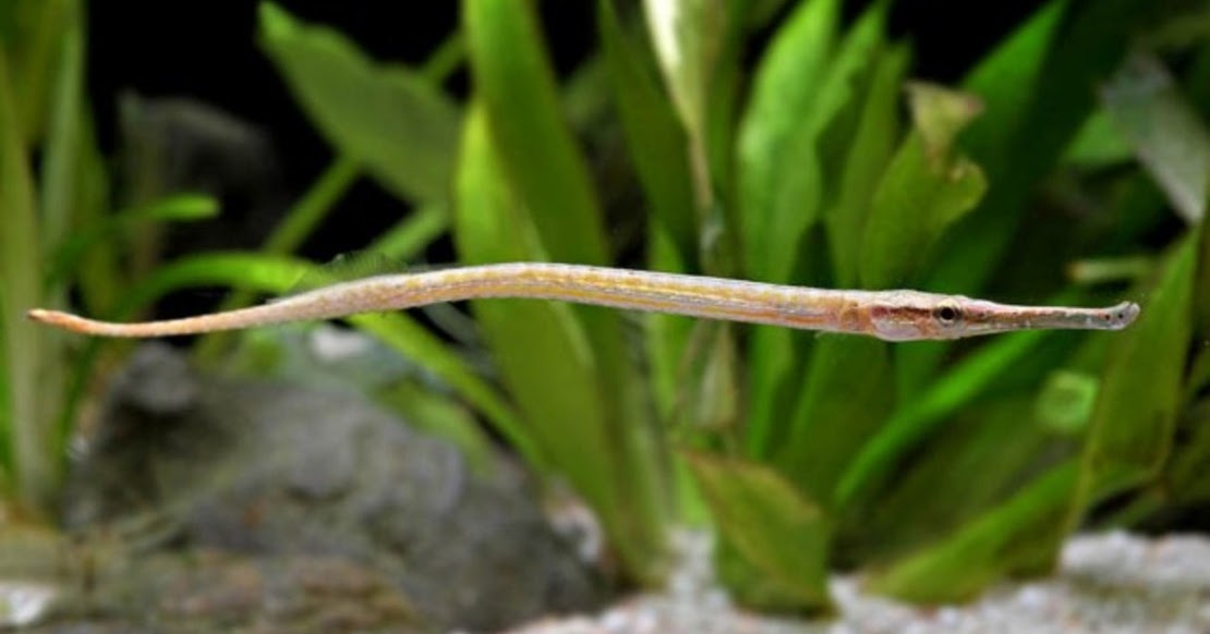 Microphis brachyurus - Short-tailed pipefish | FRESHWATER FISHES OF SRI ...