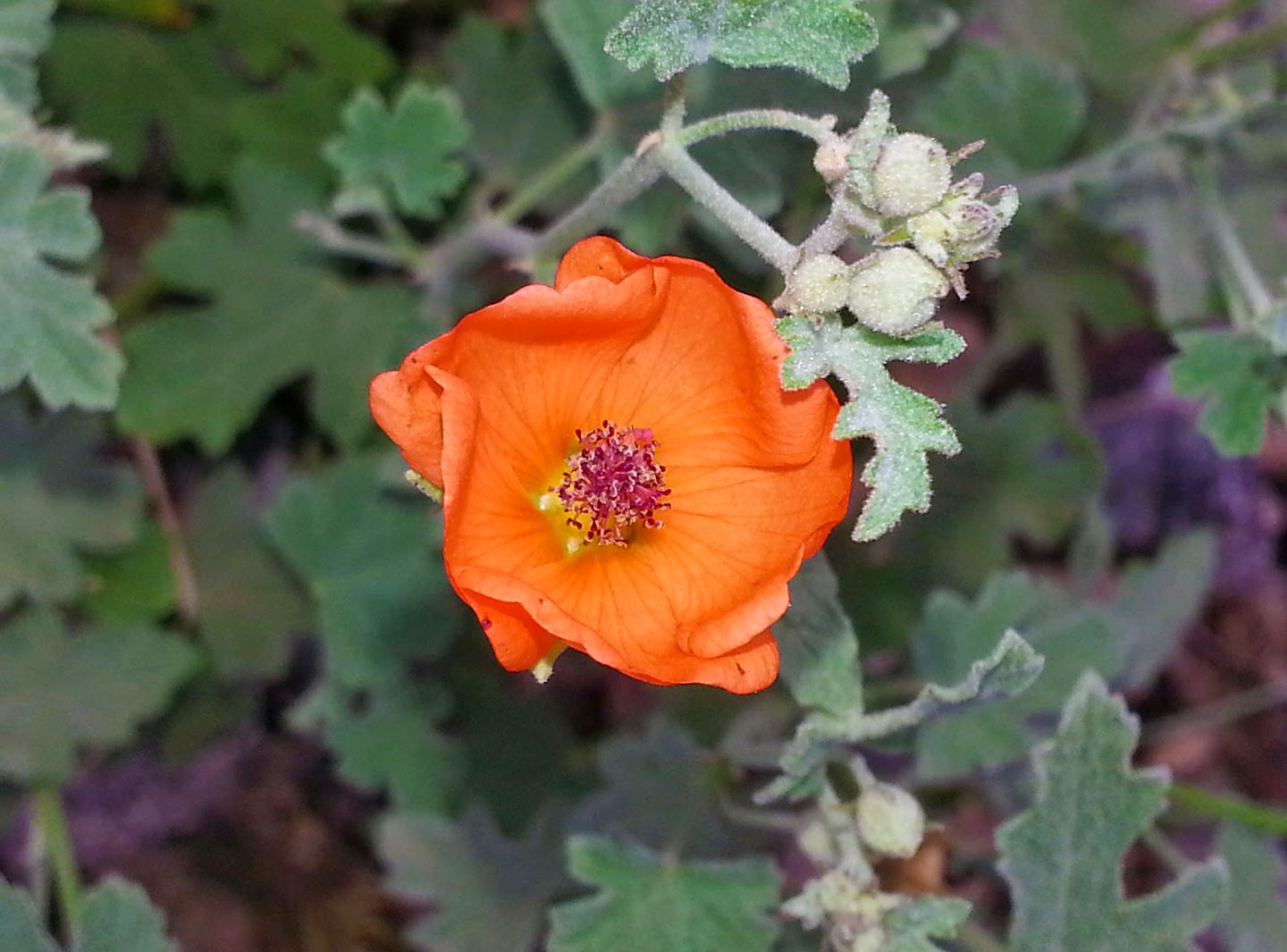 Esoterizona: Desert Globemallow