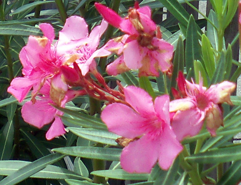Southwest Florida Shoreline Studies: Oleanders