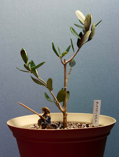 Hydroponic Workshop: Journal February 11, 2013