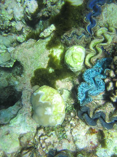 Stanford@SEA: Two Days on Kingman Reef