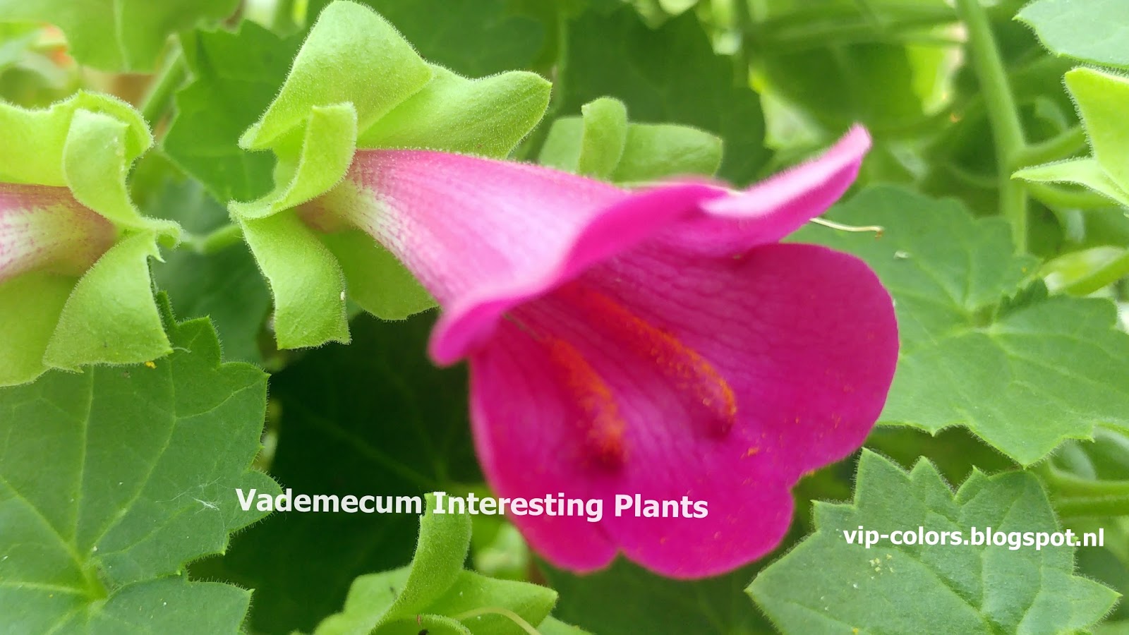 Vademecum Interesting Plants: Lophospermum erubescens - Lofos ...