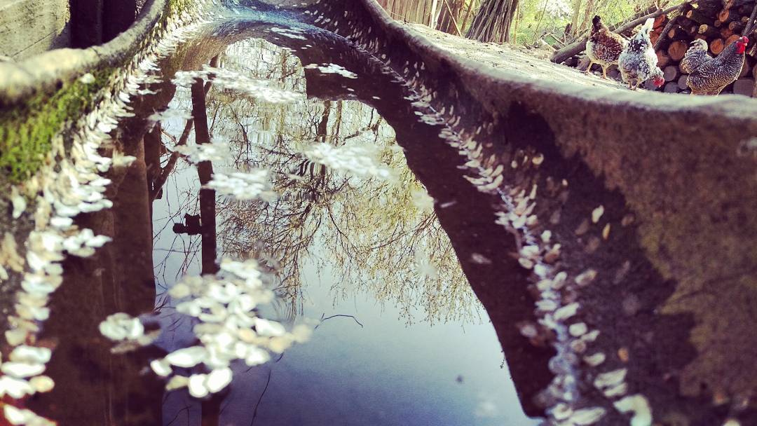 Gabriel Balanescu Photography