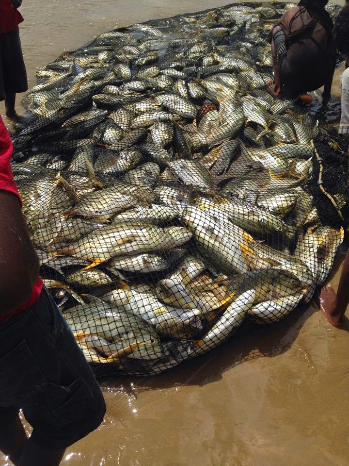 A SLICE OF MY COUNTRY LIFE: SEINE FISHING
