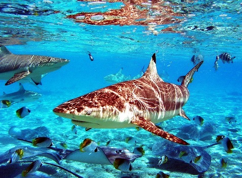 Beautiful Sharks in the World