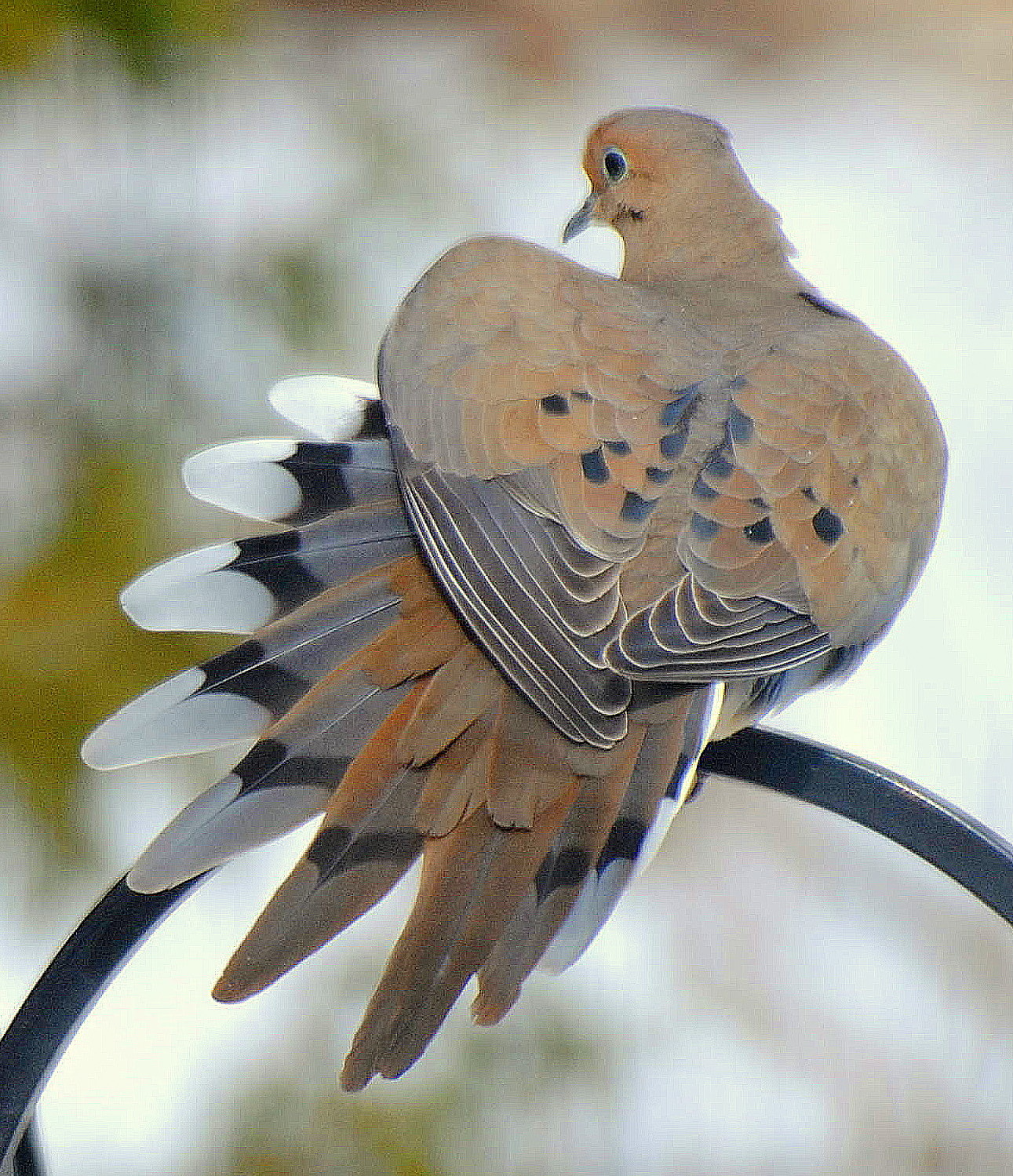 BARRY the BIRDER: MOURNING DOVES - up close and personal