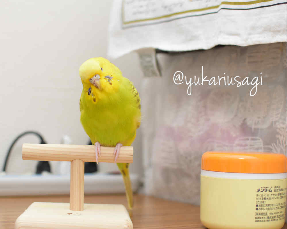 I m Not An Ordinary Budgie Can I Have Water i-m-not-an-ordinary-budgie-can-i-have-water
