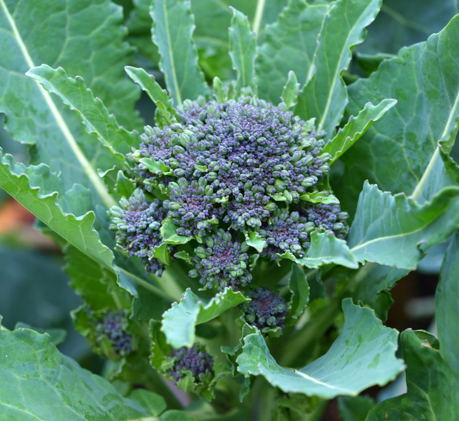Mark's Veg Plot: Brassica Buds