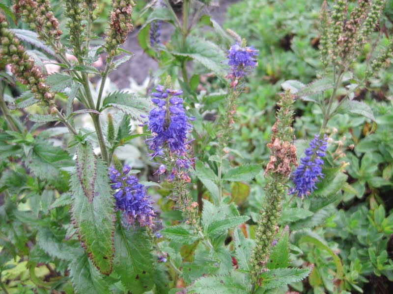 Landbohaven: Akantus.