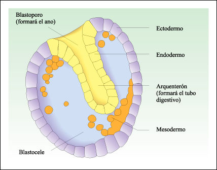 Embriología: Tercera semana del desarrollo