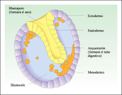 Embriología: Tercera semana del desarrollo
