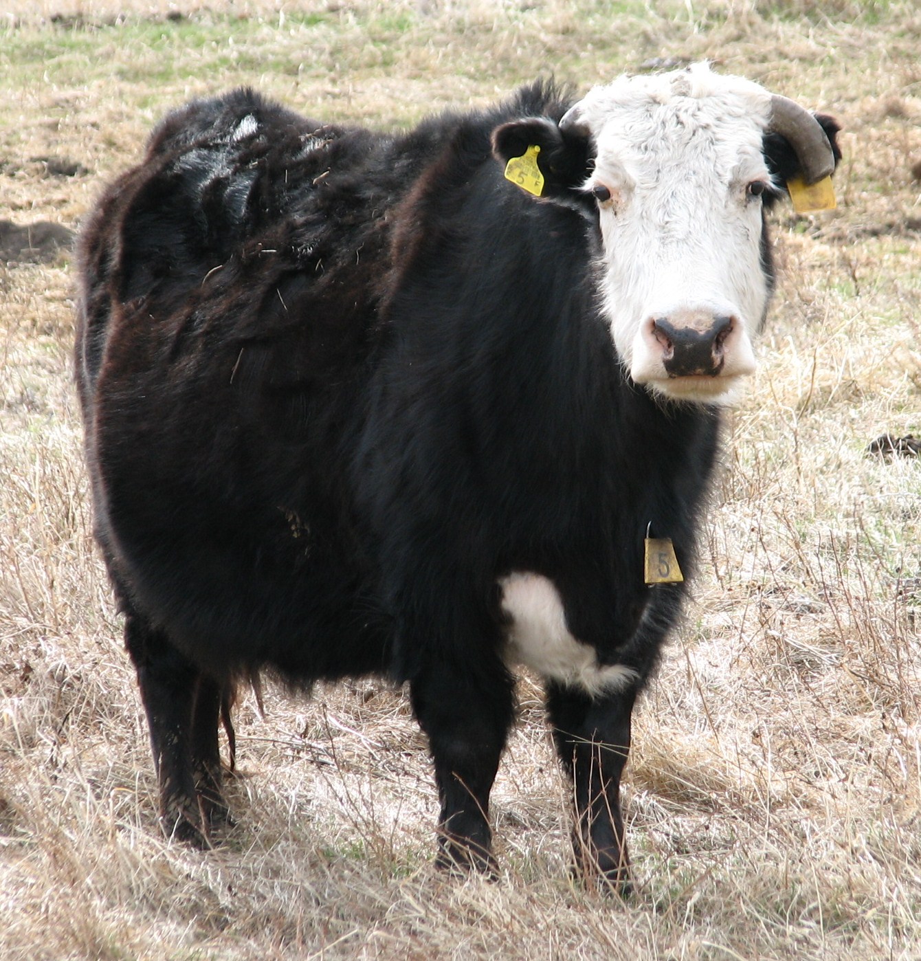 Springridge Ranch Grass-Fed Yak-Cross Beef: The Old Gal