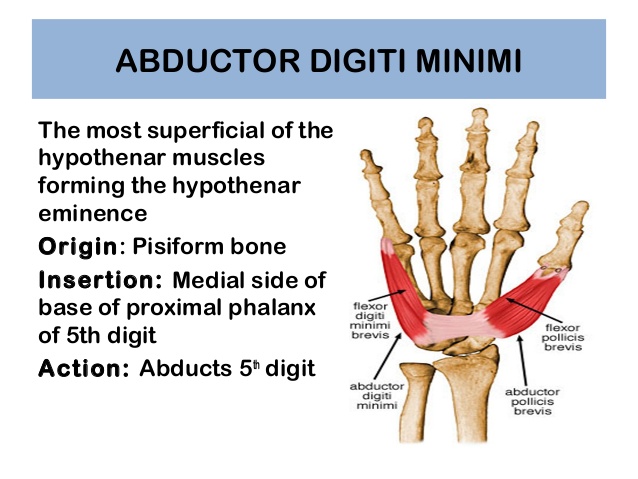 外展小指肌(abductor digiti minimi muscle) | 職能治療陪你居家復健