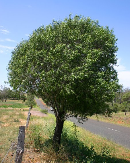 Toowoomba Plants: Gumbi Gumbi