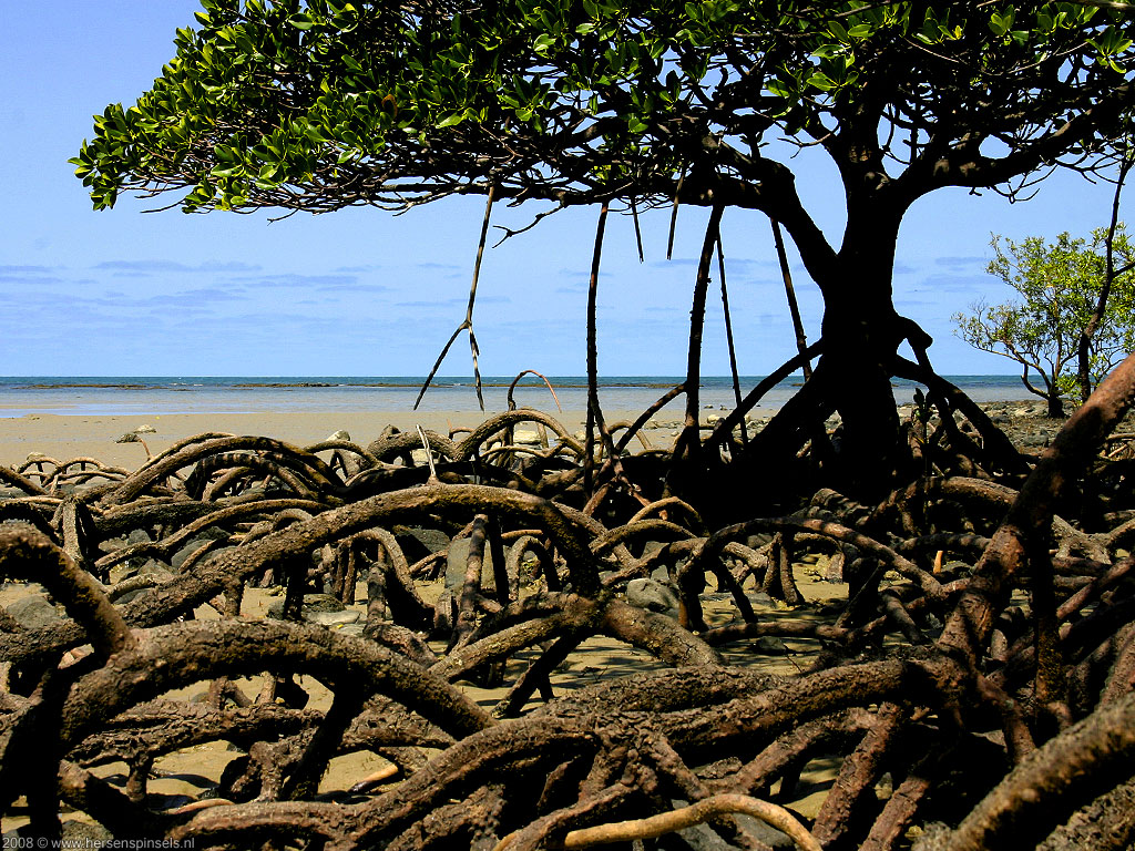 HD Wallpapers: mangrove tree hd wallpapers
