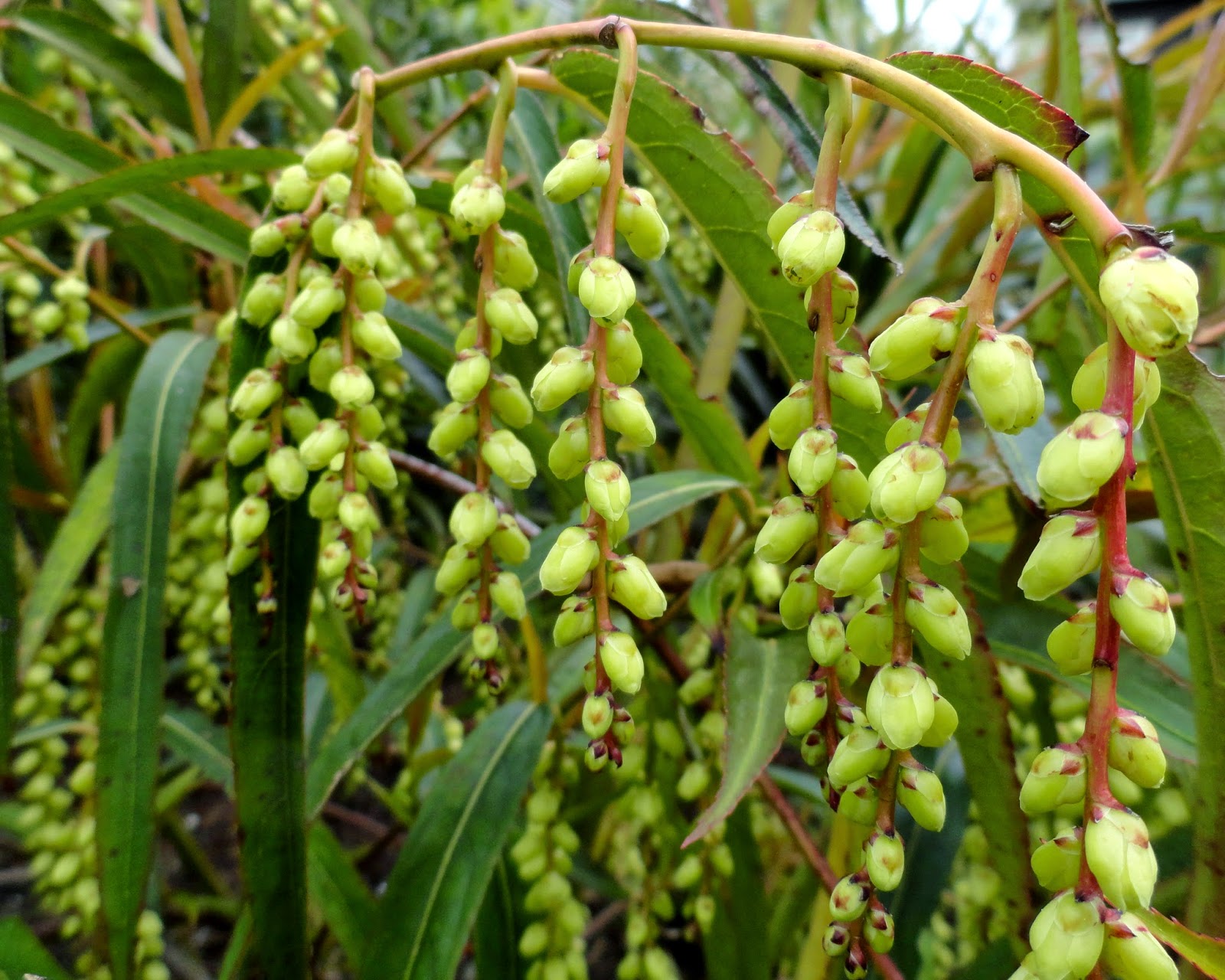 danger garden: April Bloomday, 2015