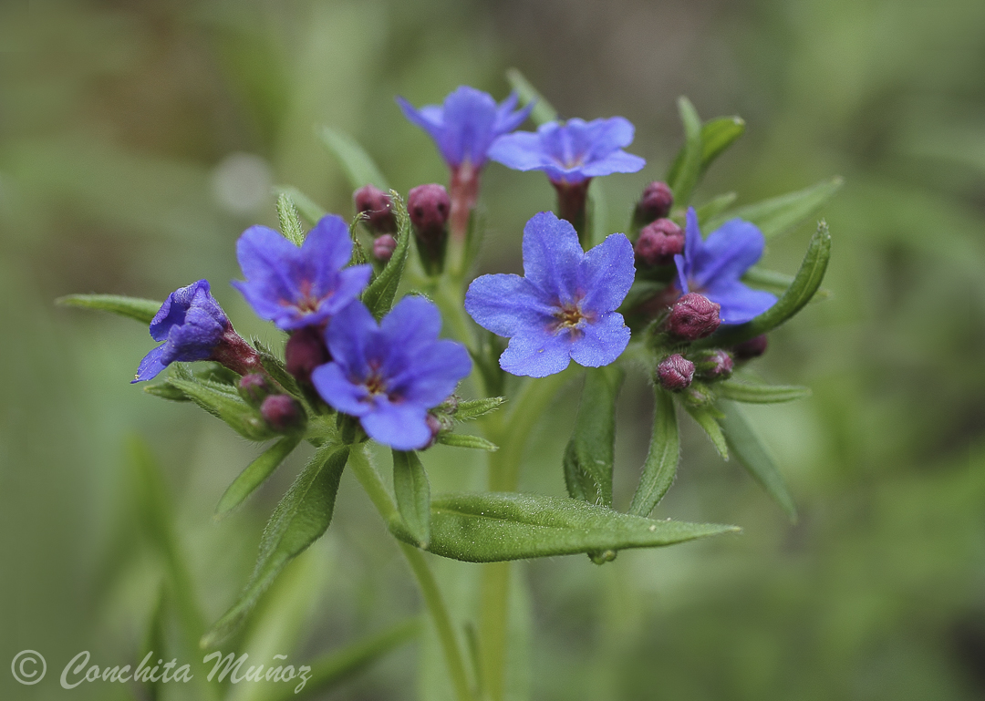 FLORA SILVESTRE: Lithospermum purpurocaeruleum L.