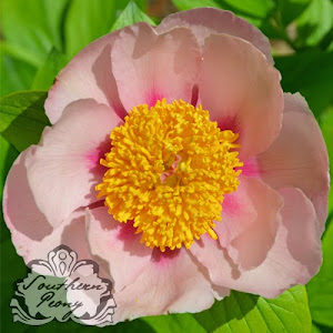 Southern Peony: Photos E-K