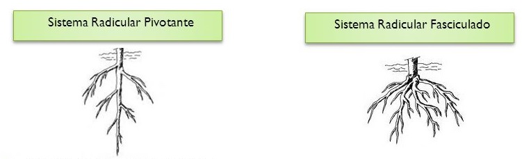 Ciências Biológicas: Morfologia Externa das Raízes (Organografia)