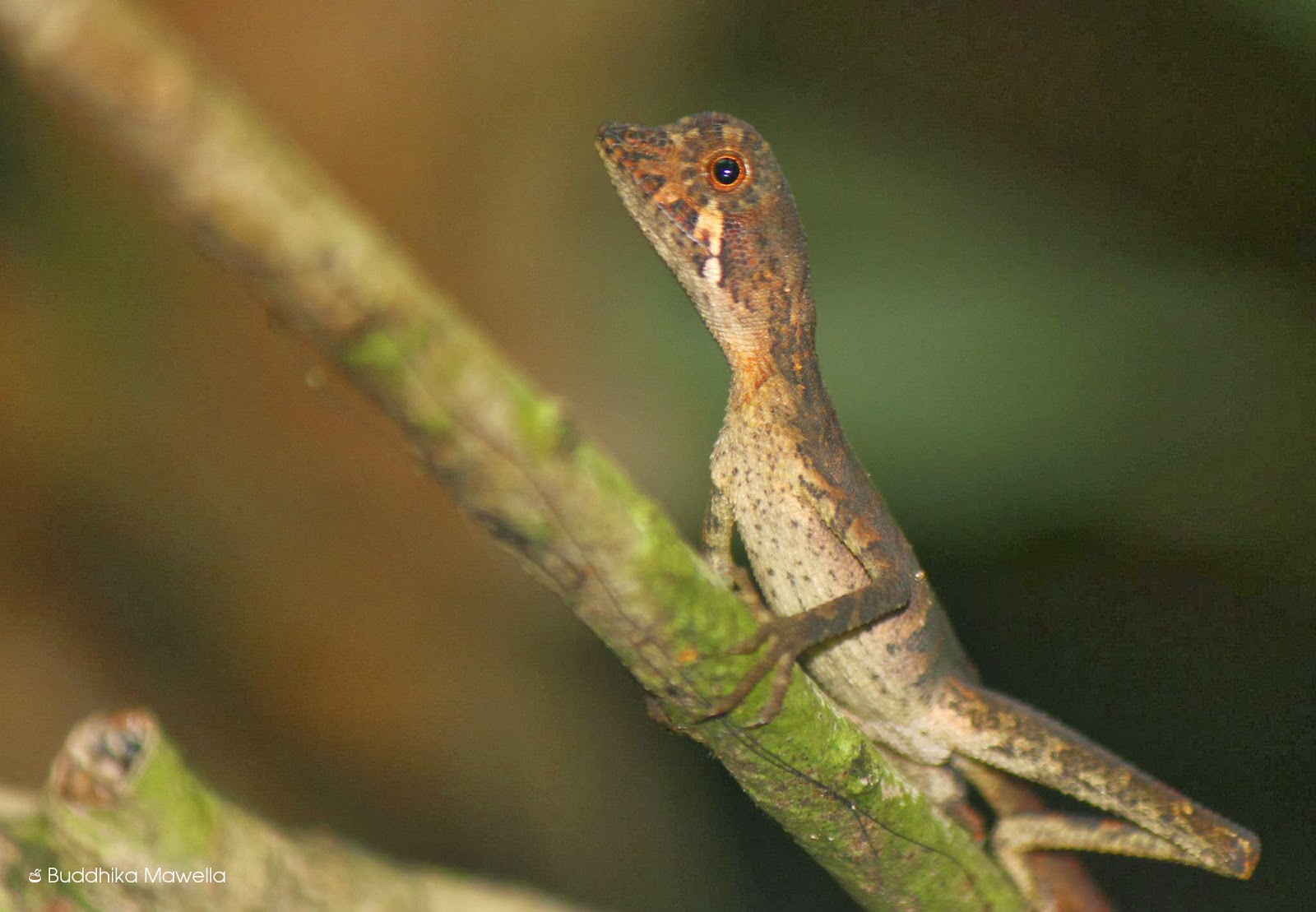 Lanka Nature Summary: Sri Lankan Kangaroo lizard (Otocryptis wiegmanni)