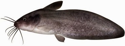 Cara masak ikan sembilang salai: Cara memasak ikan sembilang masak ...