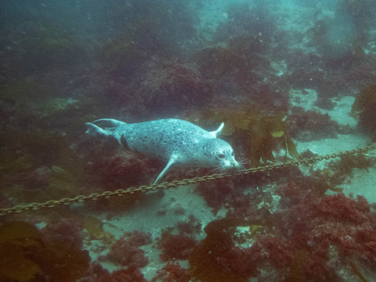 Diving Anacapa With The Raptor Dive Boat - First Church of The Masochist
