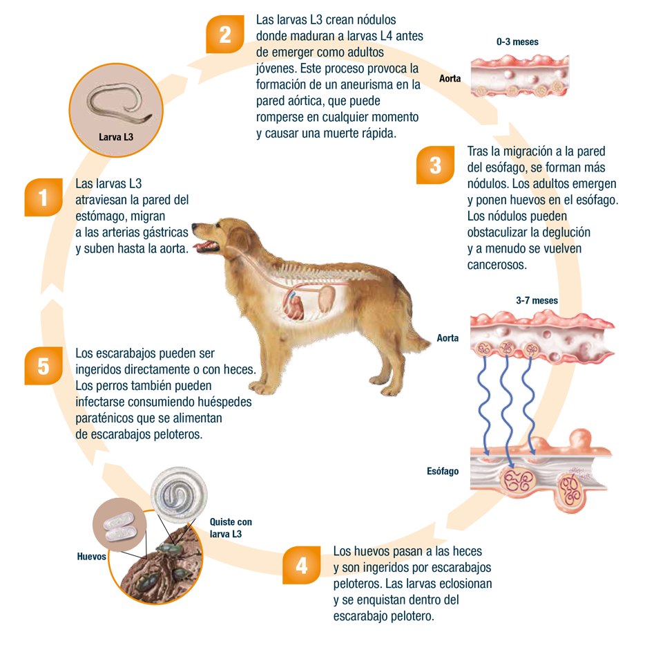 Spirocerca lupi, el parásito del esófago del perro - Veterinario SOS