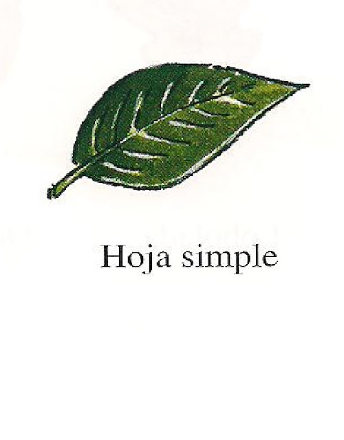 Identificación de árboles: Hojas planas con el borde no dentado