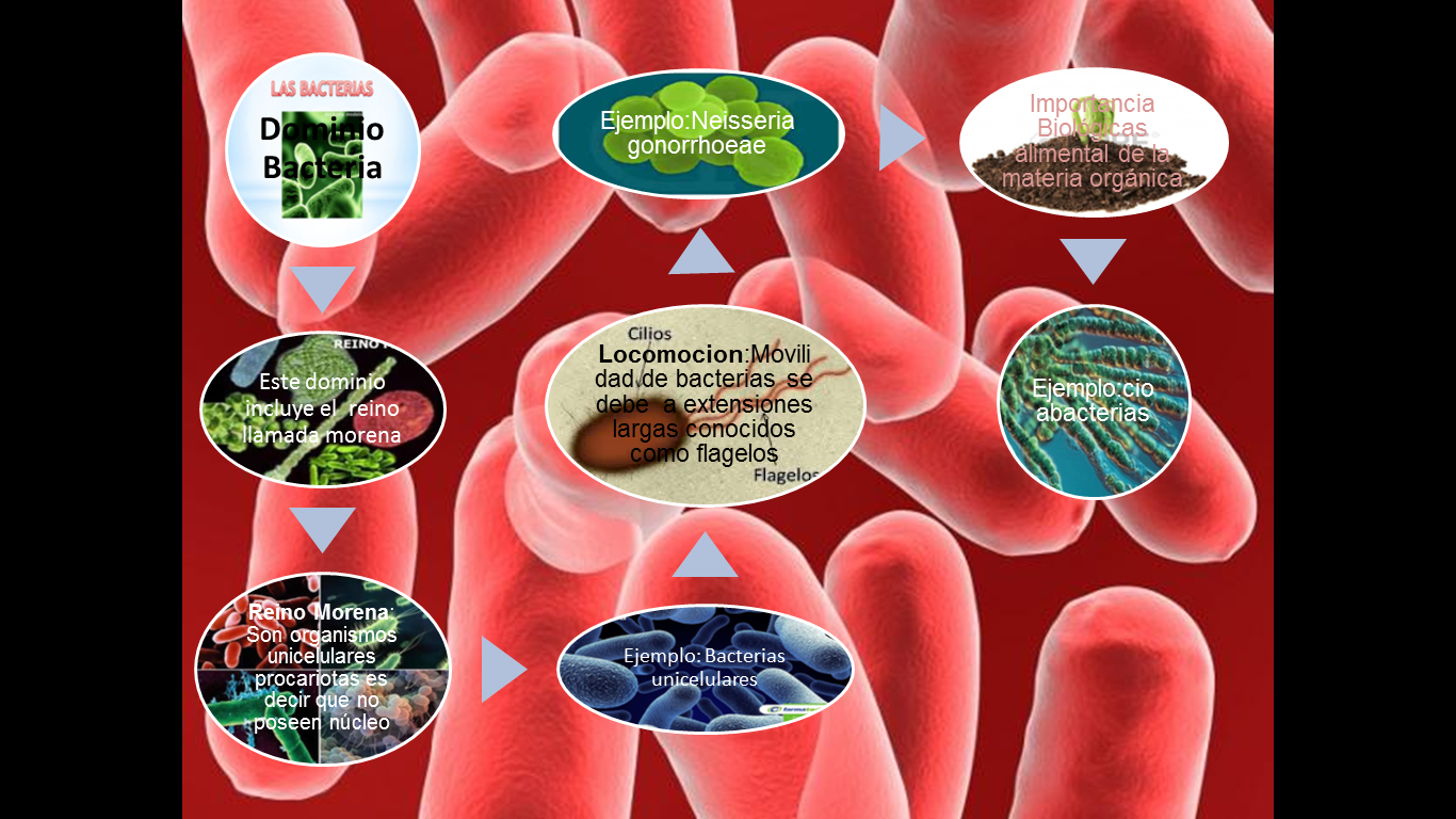 La Biología de mi mundo : Dominio Bacteria