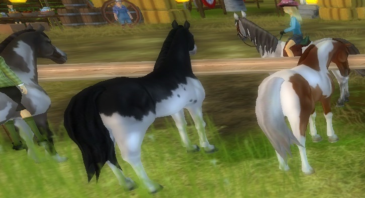 Sso American Paint Horses