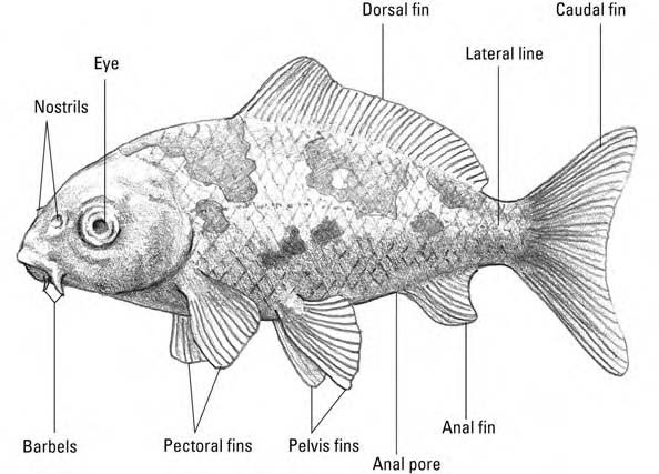 Knowing Your Koi ~ We love pets