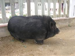 todo sobre los puerquitos
