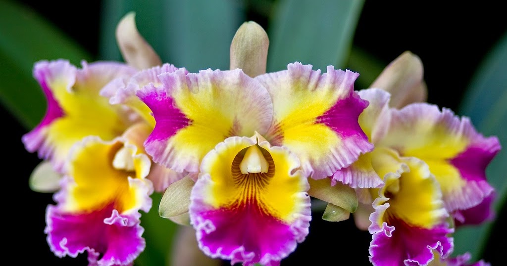 Grow and care Cattleya orchid - The Queen of Flowers | Travaldo's blog