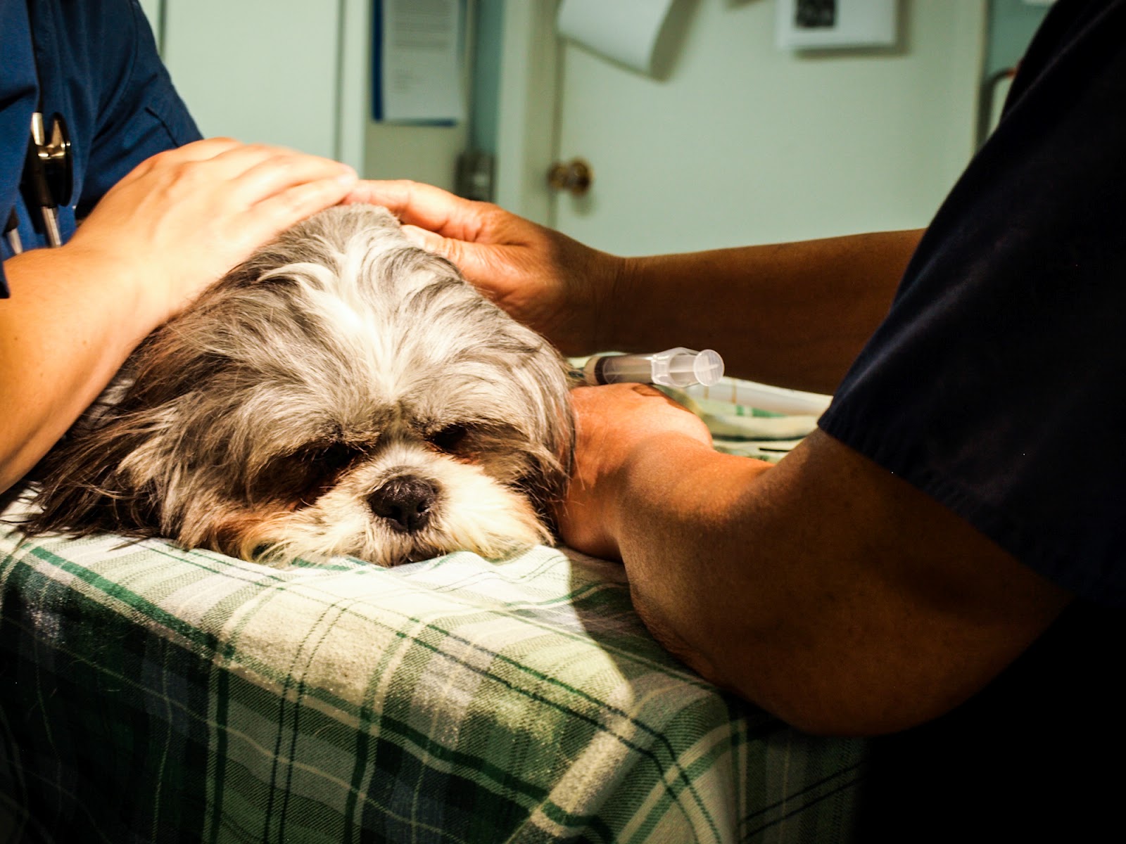 Acres Animal Hospital: Bear's Neuter (Orchiectomy)