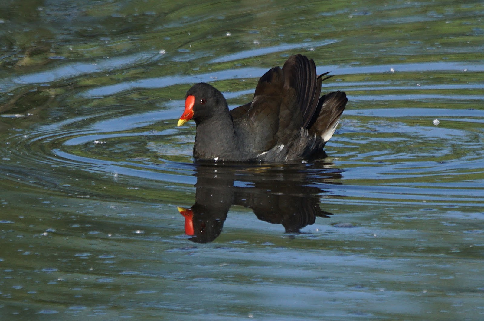 Pasión por las aves: Gallineta común.(Gallinula chloropus)