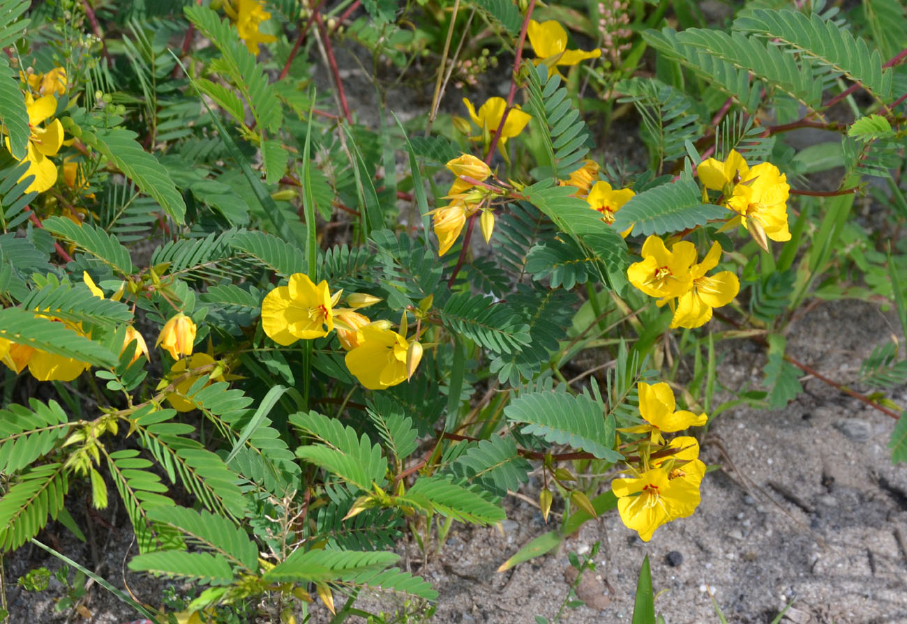 Woods Walks and Wildlife: A Very Rail-y Beach Day