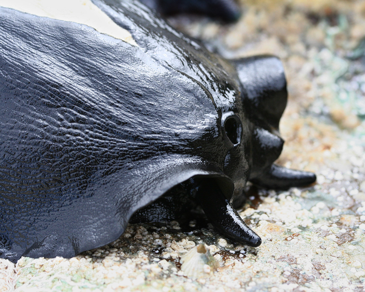 Real Monstrosities: Elephant Snail