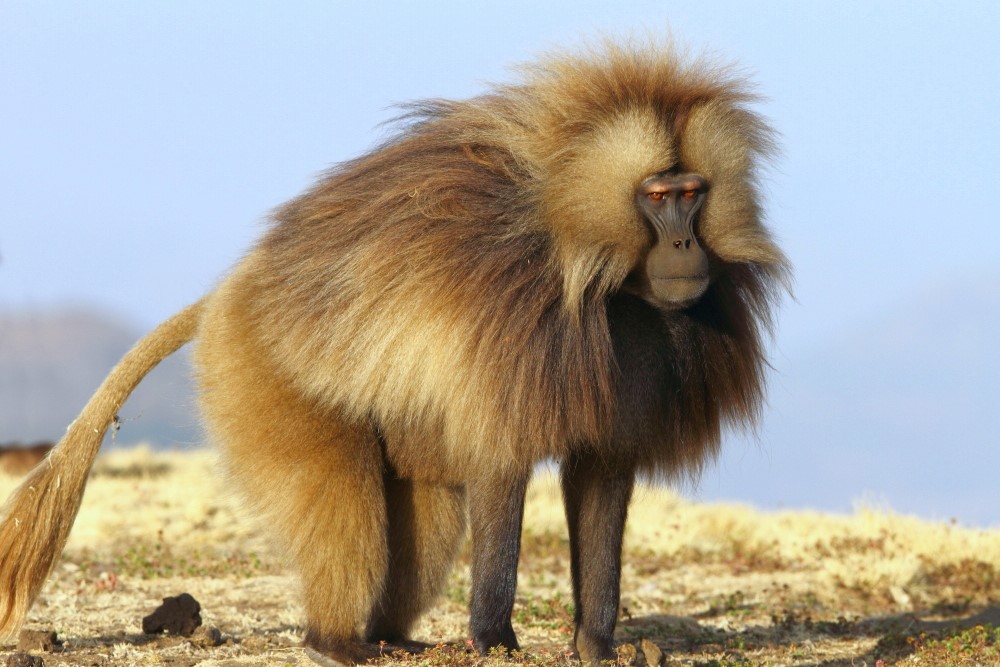 The Geladas of Ethiopia - Rockjumper Birding Tours - Worldwide Bird Tours