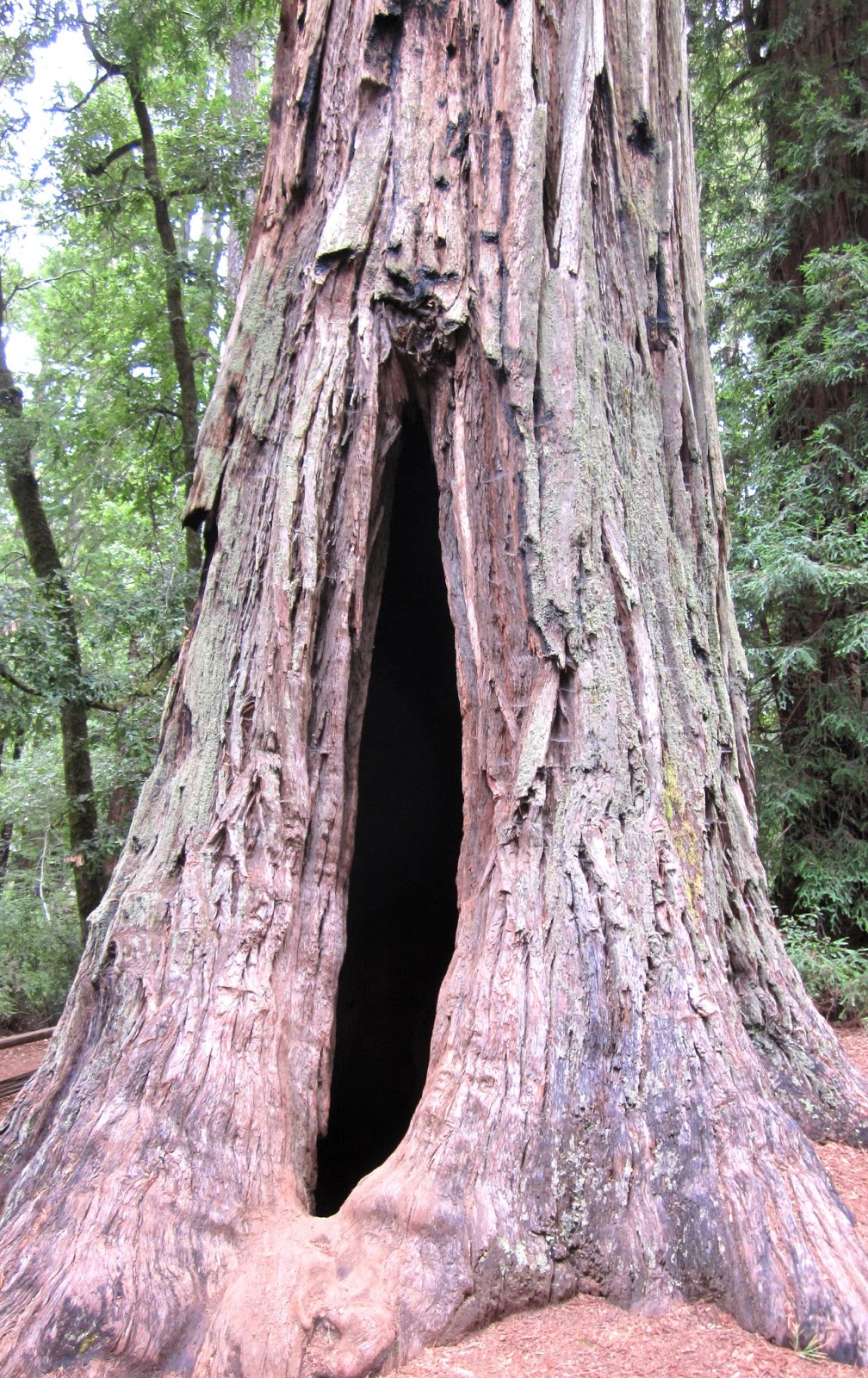 Santa Cruz Mountains Trails: Big Basin Redwoods State Park hike to Mt ...