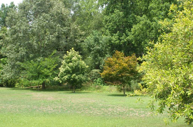 MARIETTE'S BACK TO BASICS: {Our Different Oaks}