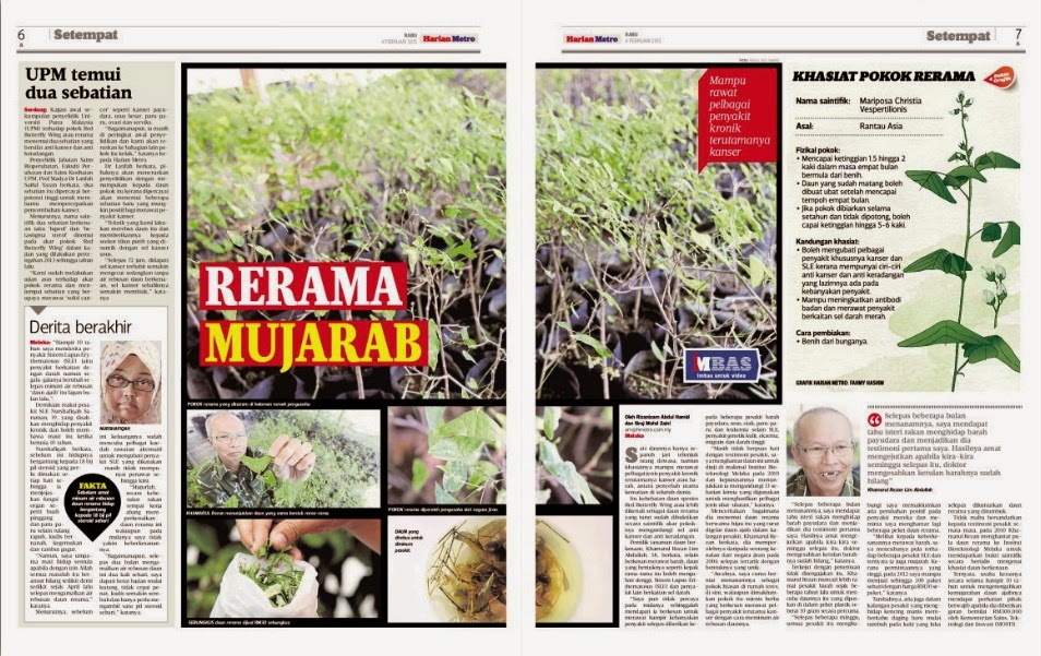 KEDAI JAMU KAK ZAH: daun rama- rama asli, segar dan murah